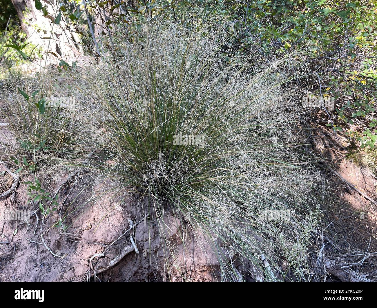 Sand Ricegrass (Eriocoma hymenoides Stock Photo - Alamy