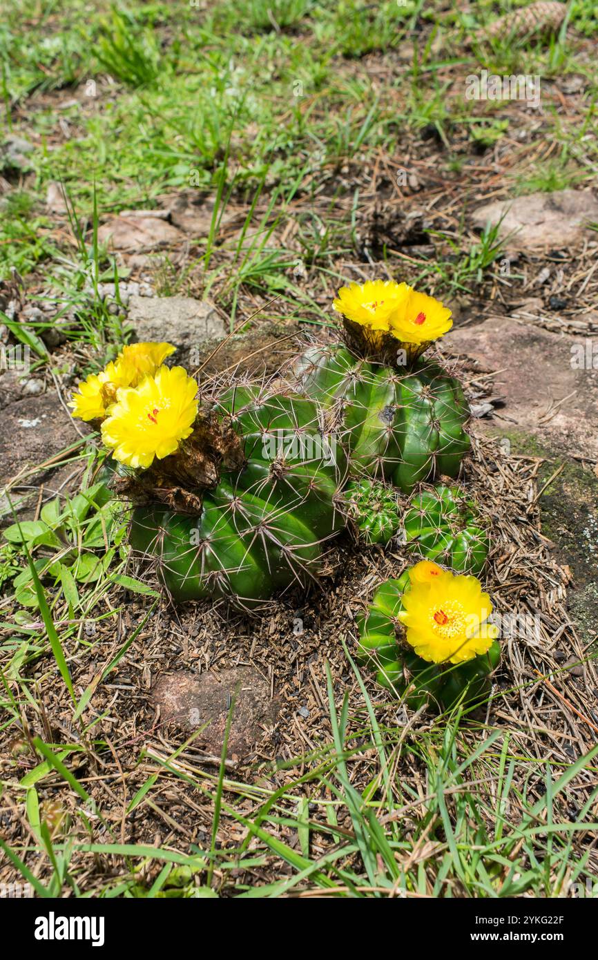 Wild Parodia ottonis cactus in bloom, in his native environment - Sao ...
