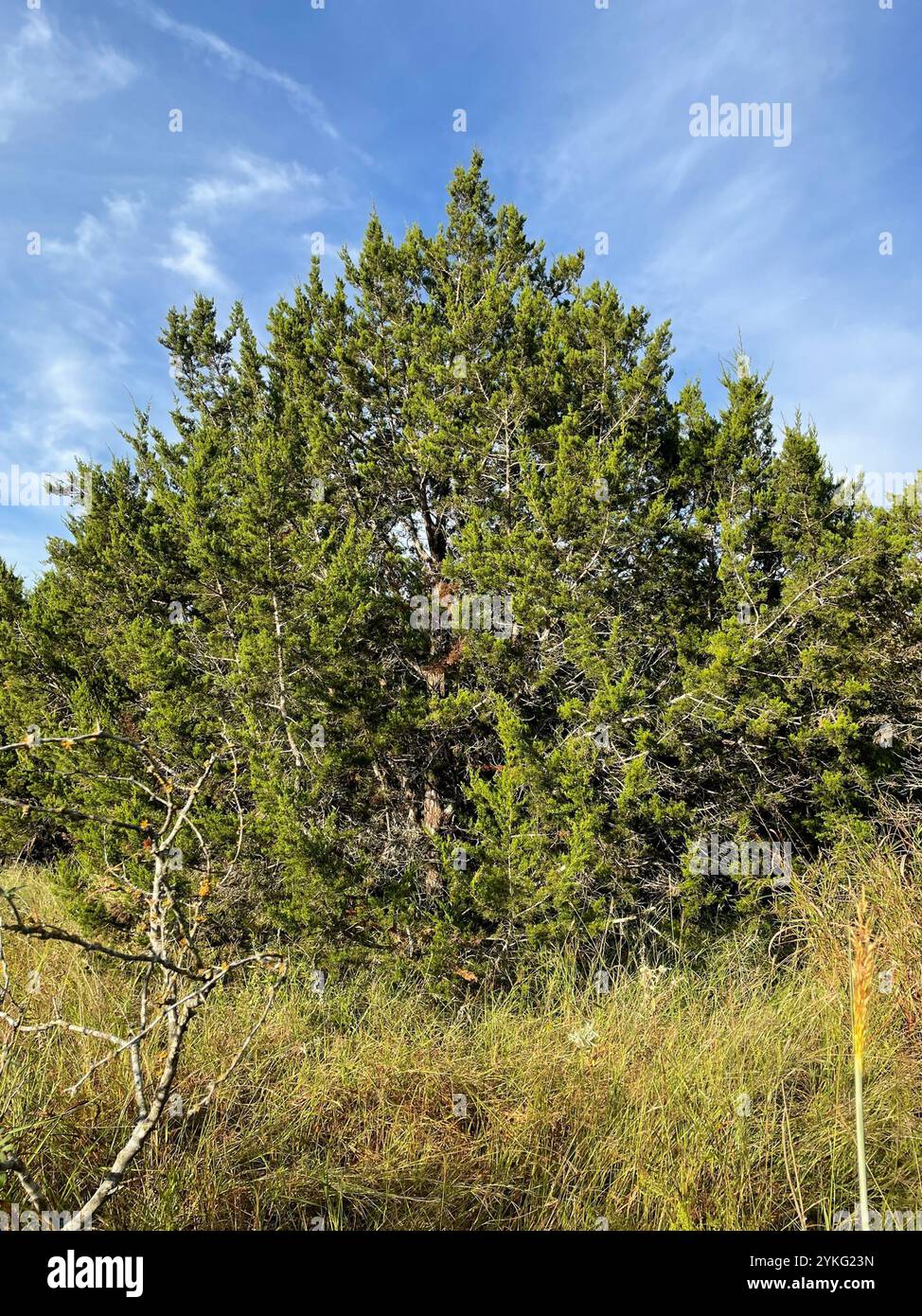 Ashe juniper (Juniperus ashei Stock Photo - Alamy