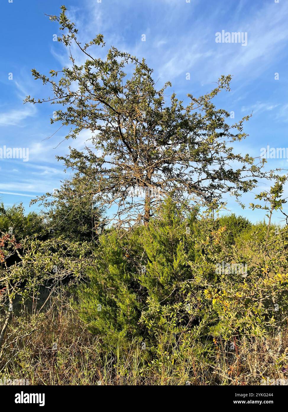 Gum bumelia (Sideroxylon lanuginosum Stock Photo - Alamy