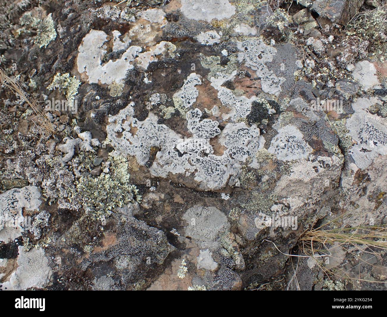 common lichens (Lecanoromycetes Stock Photo - Alamy