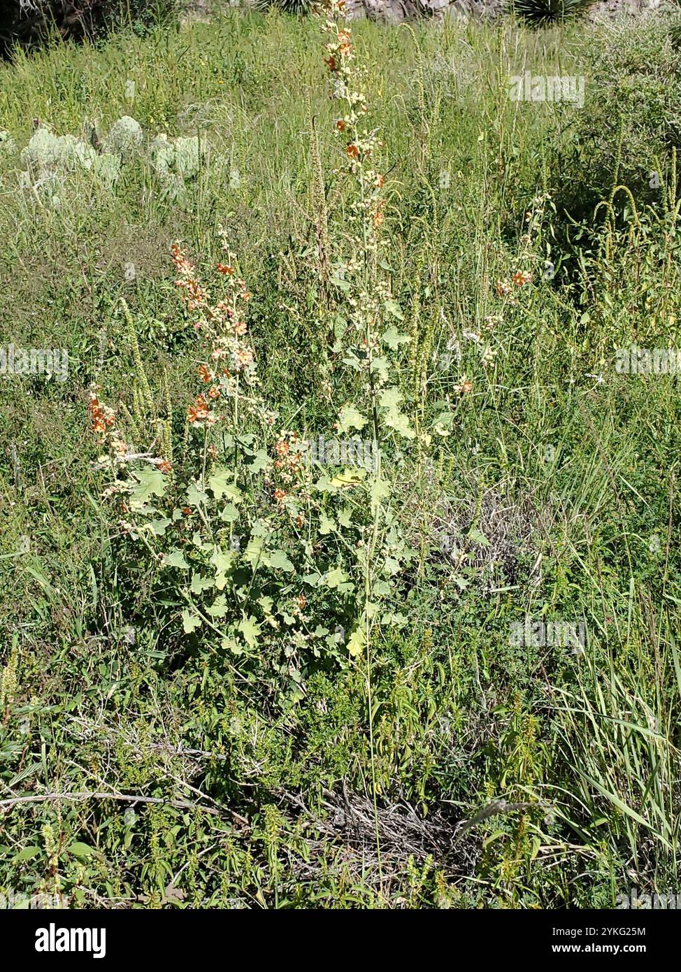 Sphaeralcea incana hi-res stock photography and images - Alamy
