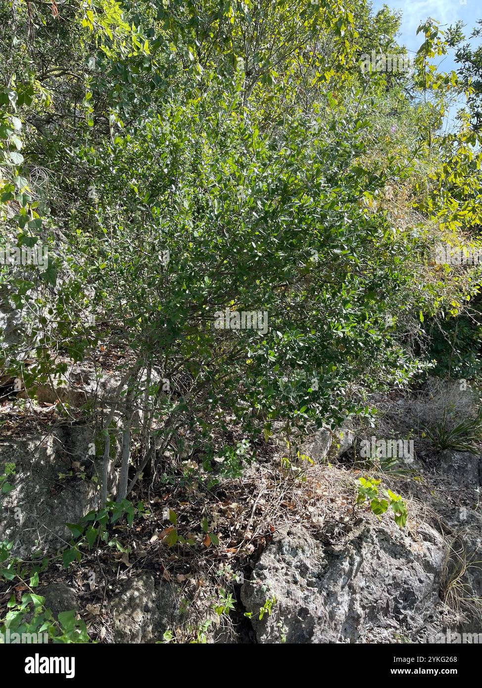 Texas Persimmon (Diospyros texana Stock Photo - Alamy