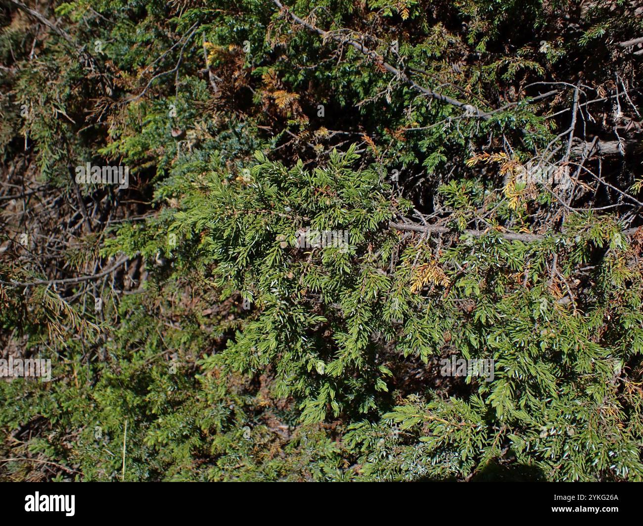 common juniper (Juniperus communis Stock Photo - Alamy