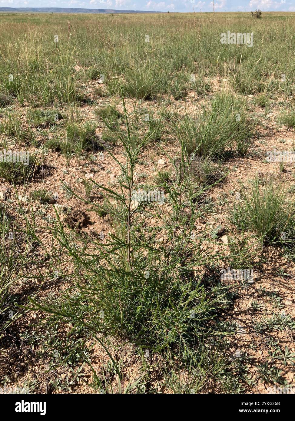 Slender Russian-thistle (Salsola collina Stock Photo - Alamy