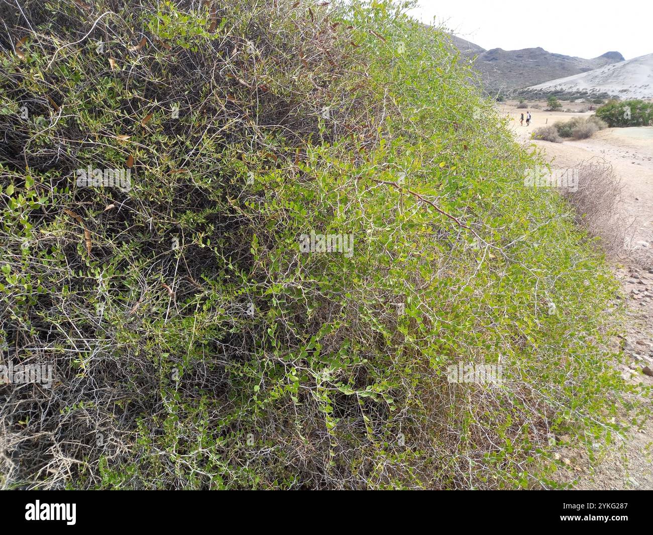Lotus of the Lotophages (Ziziphus lotus Stock Photo - Alamy