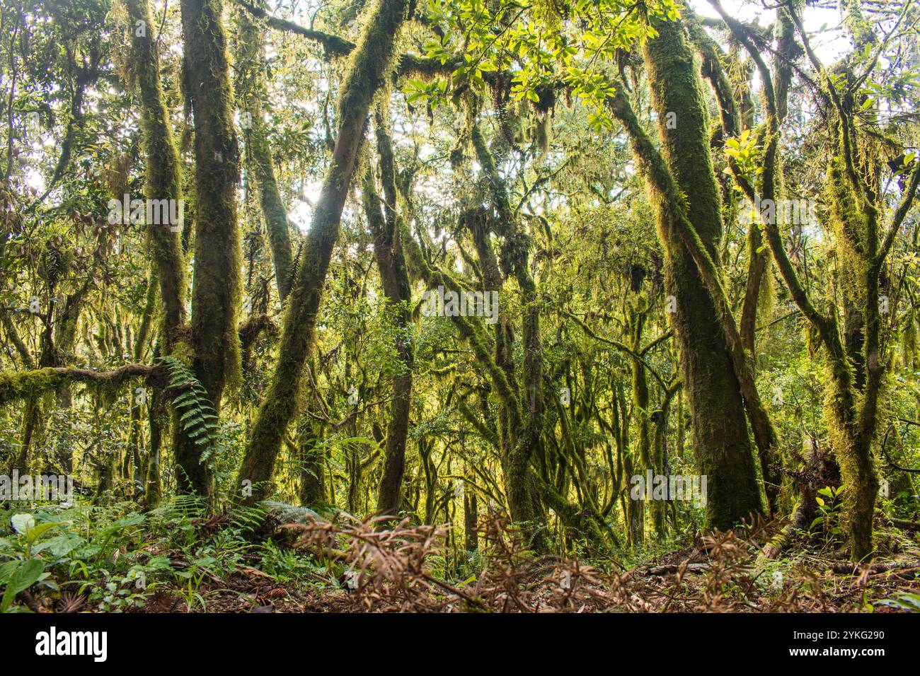 Sun bathed Araucaria moist forest (mixed ombrophilous forest) covered ...