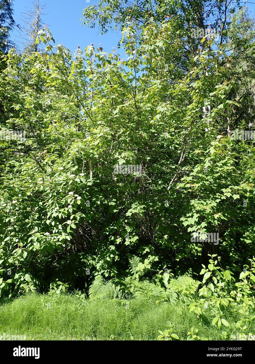 Rocky Mountain maple (Acer glabrum Stock Photo - Alamy