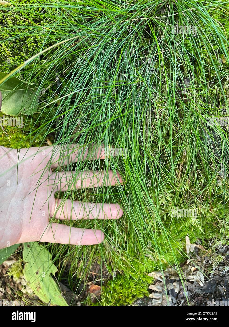 Carex eburnea hi-res stock photography and images - Alamy