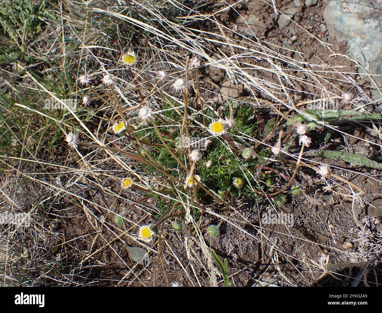 cut-leaf fleabane (Erigeron compositus Stock Photo - Alamy
