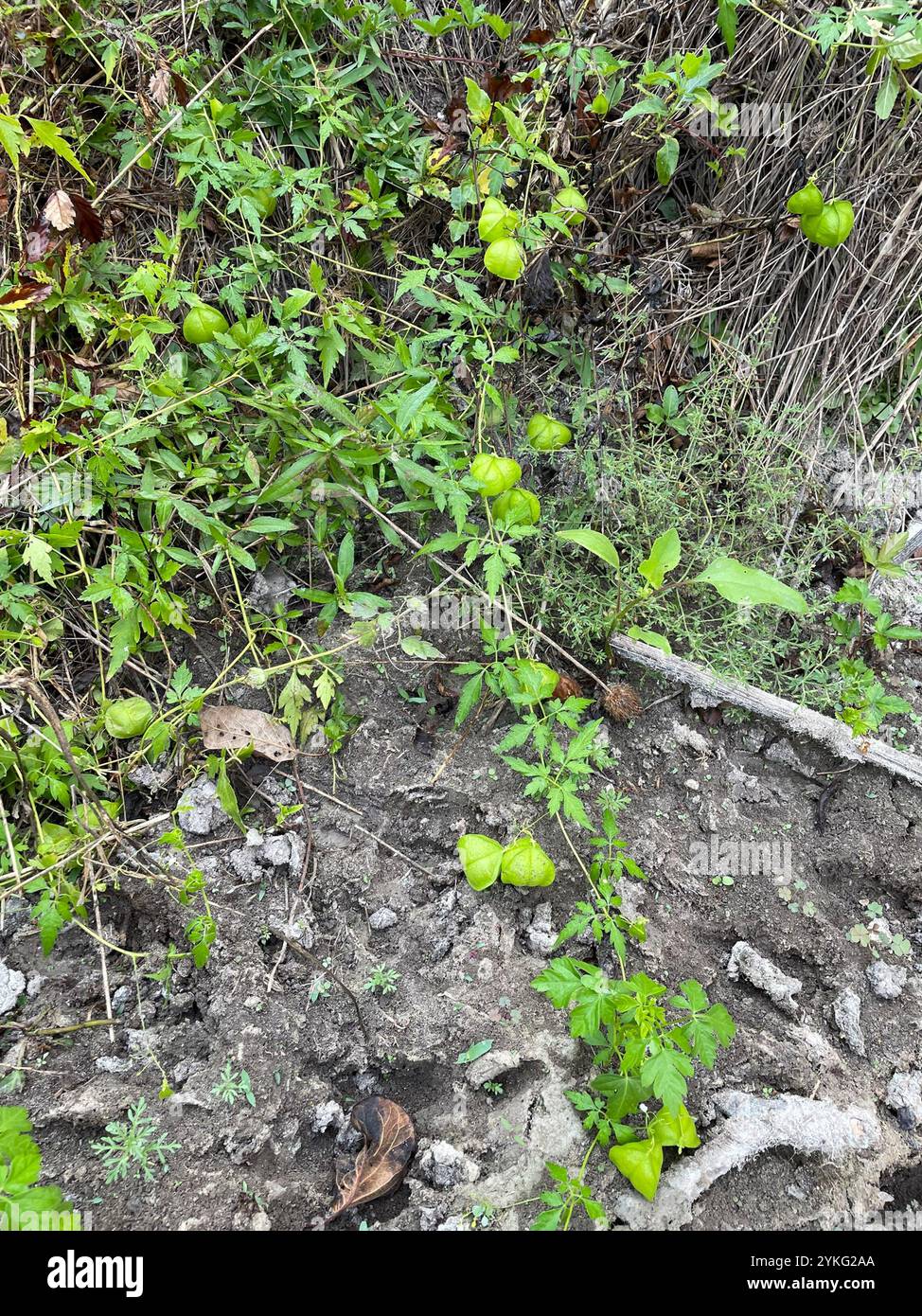 Lesser Balloon Vine (Cardiospermum halicacabum Stock Photo - Alamy