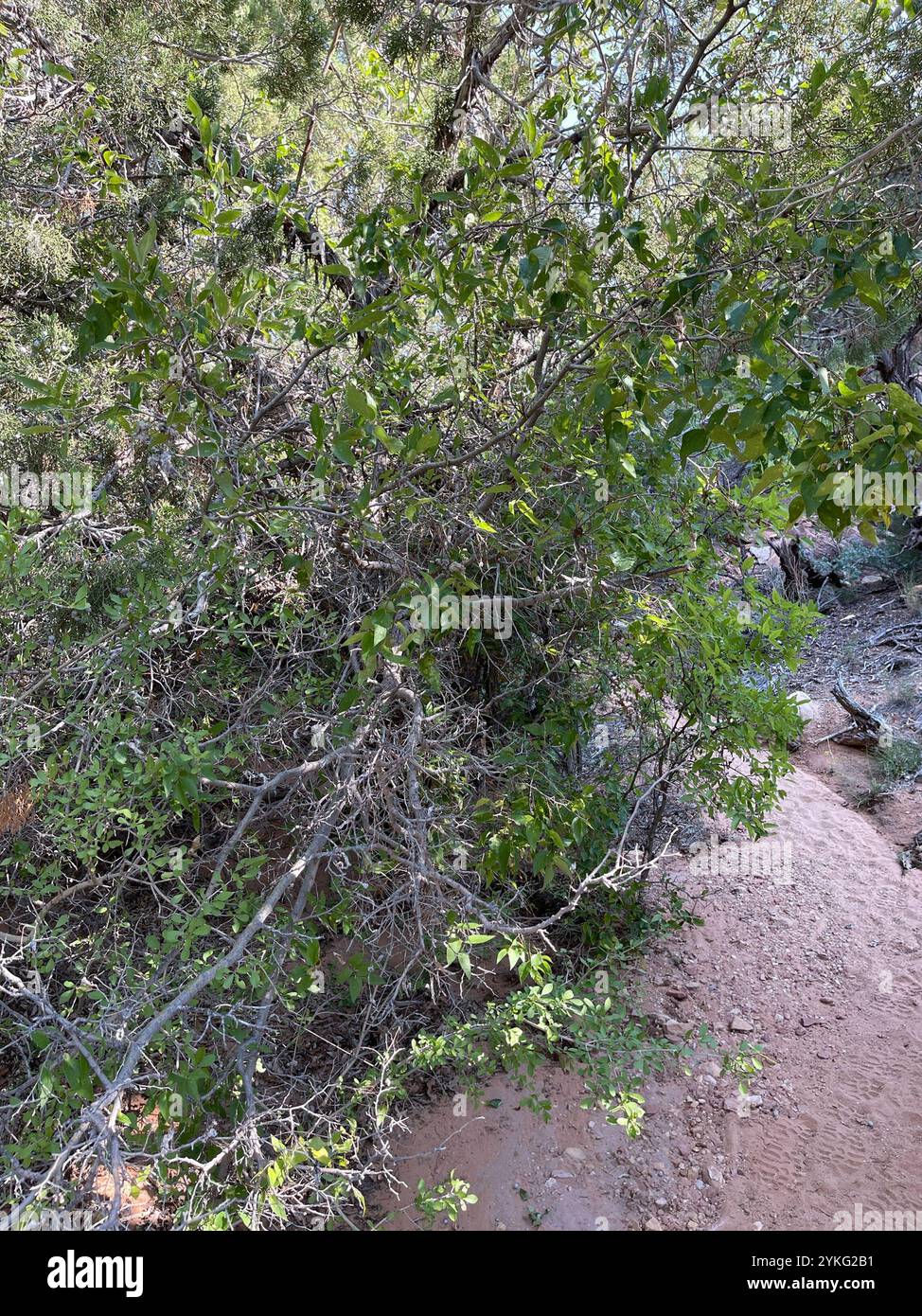 netleaf hackberry (Celtis reticulata Stock Photo - Alamy