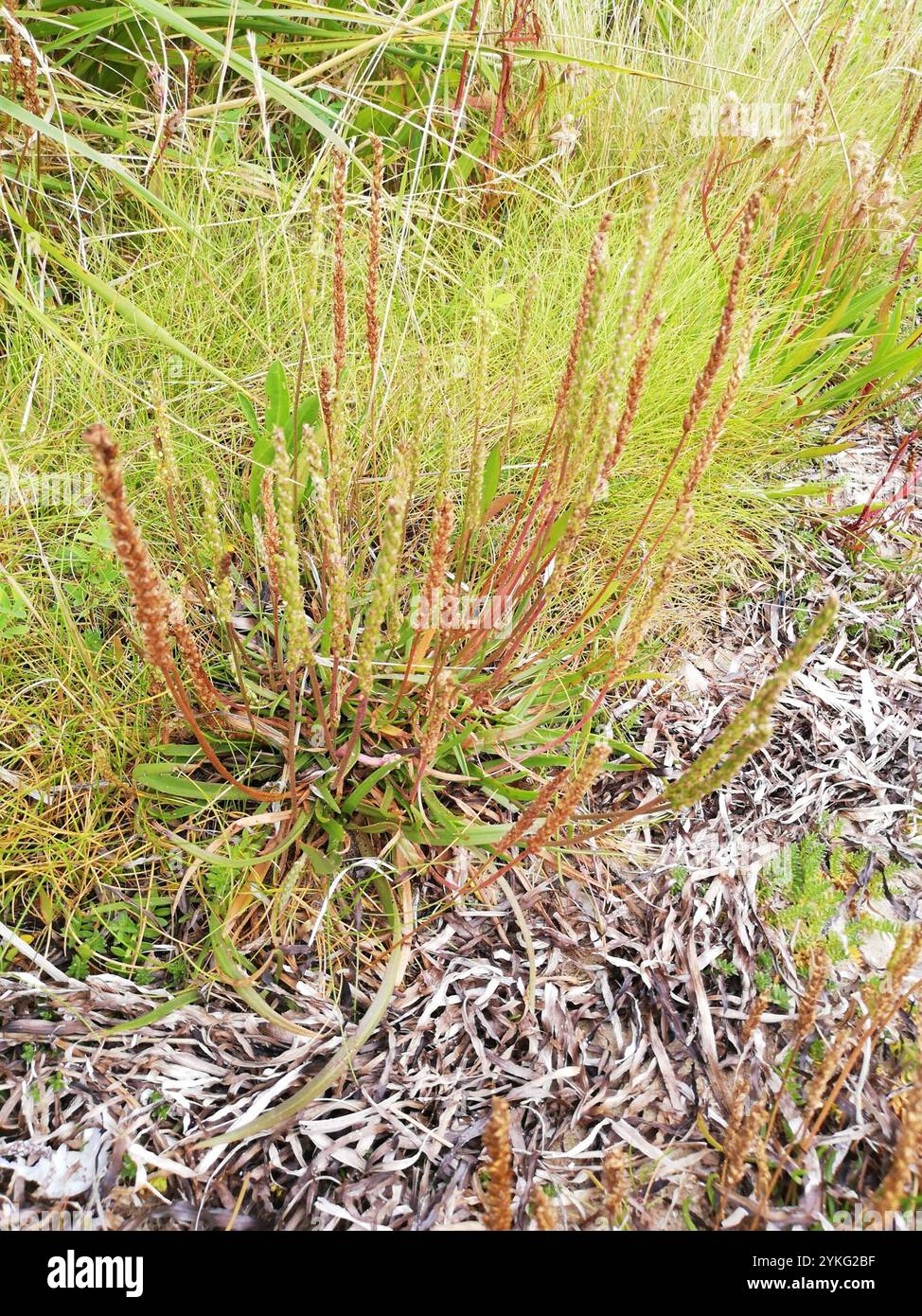 Sea Plantain (Plantago maritima Stock Photo - Alamy