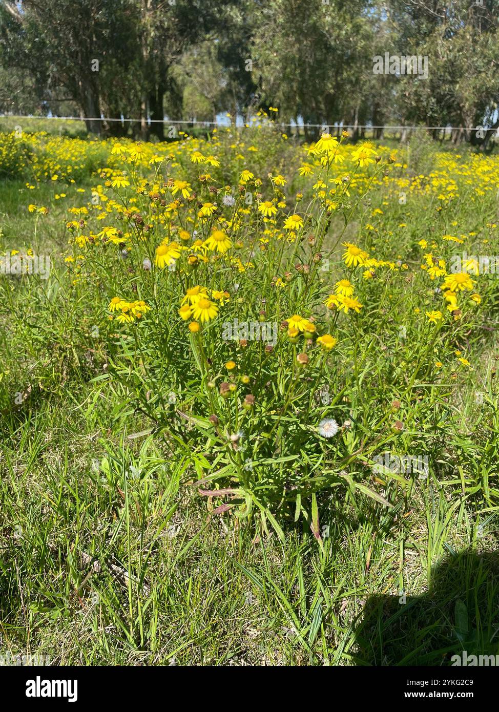 Madagascar Ragwort (Senecio madagascariensis Stock Photo - Alamy