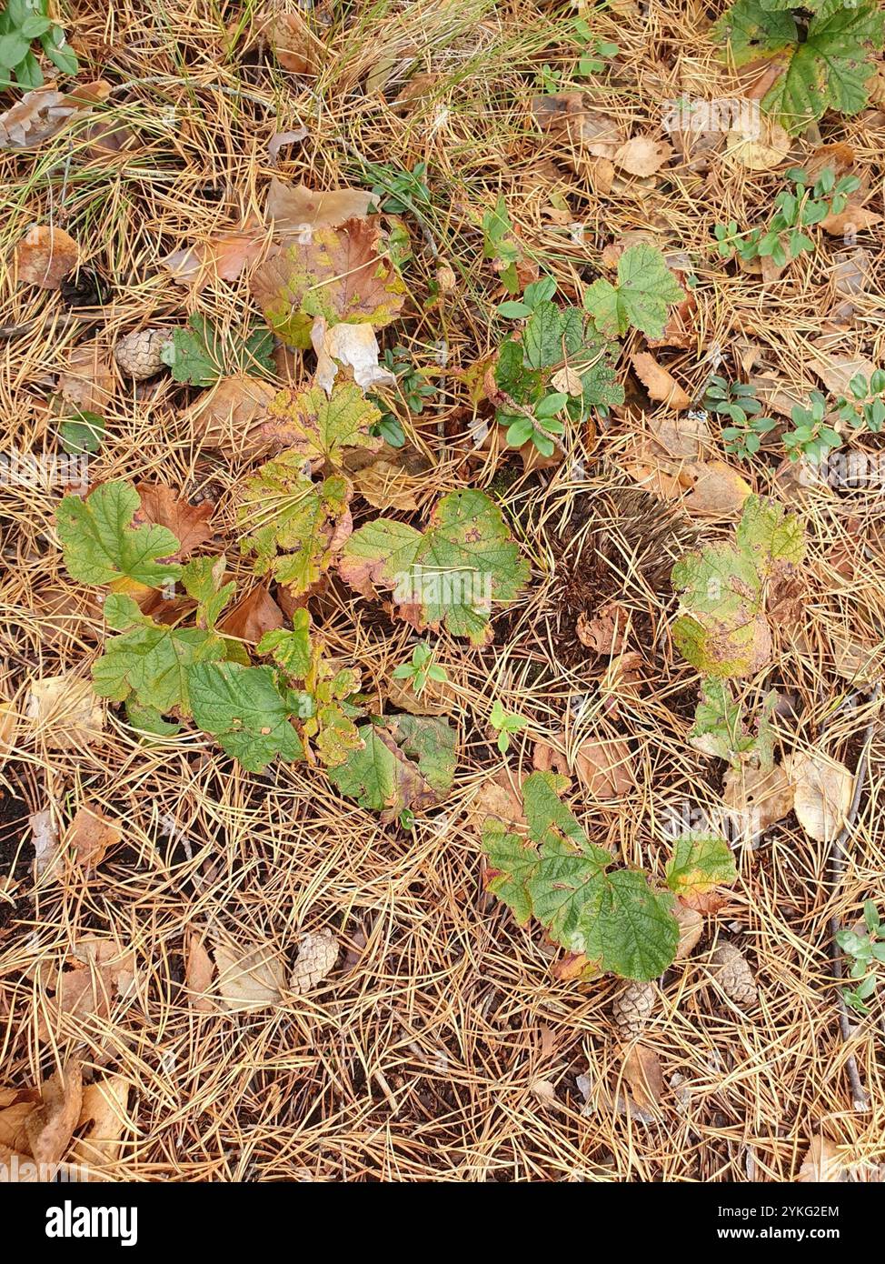 Stone Bramble (Rubus saxatilis Stock Photo - Alamy