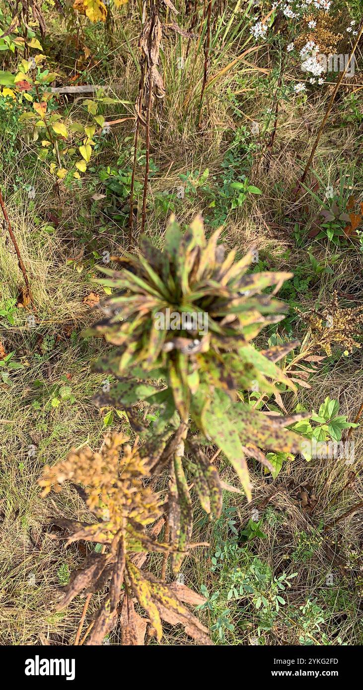 Goldenrod Bunch Gall Midge (Rhopalomyia solidaginis Stock Photo - Alamy