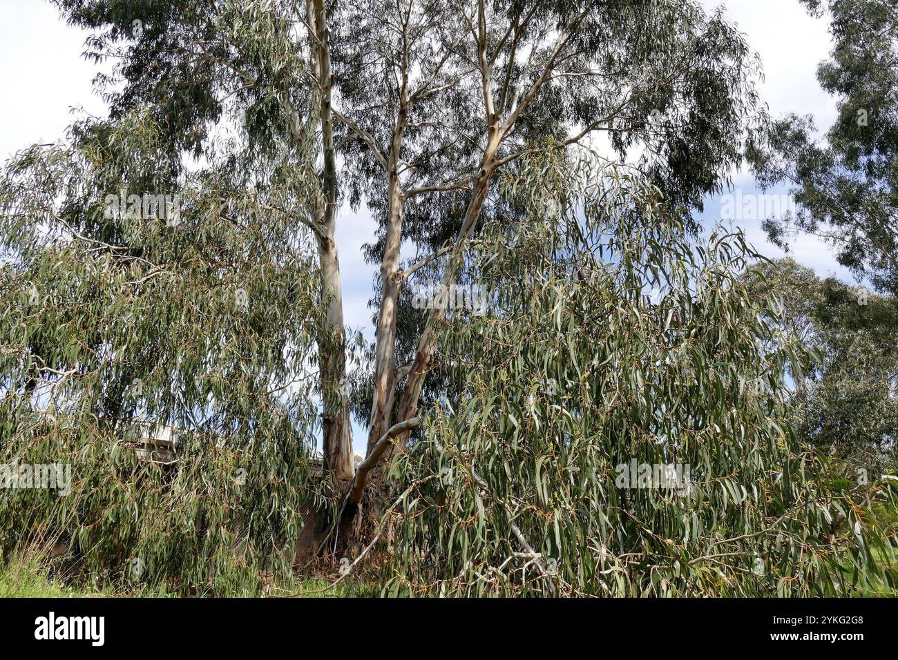 Victorian blue gum (Eucalyptus bicostata Stock Photo - Alamy