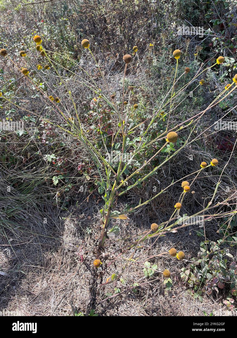 Rosilla hi-res stock photography and images - Alamy