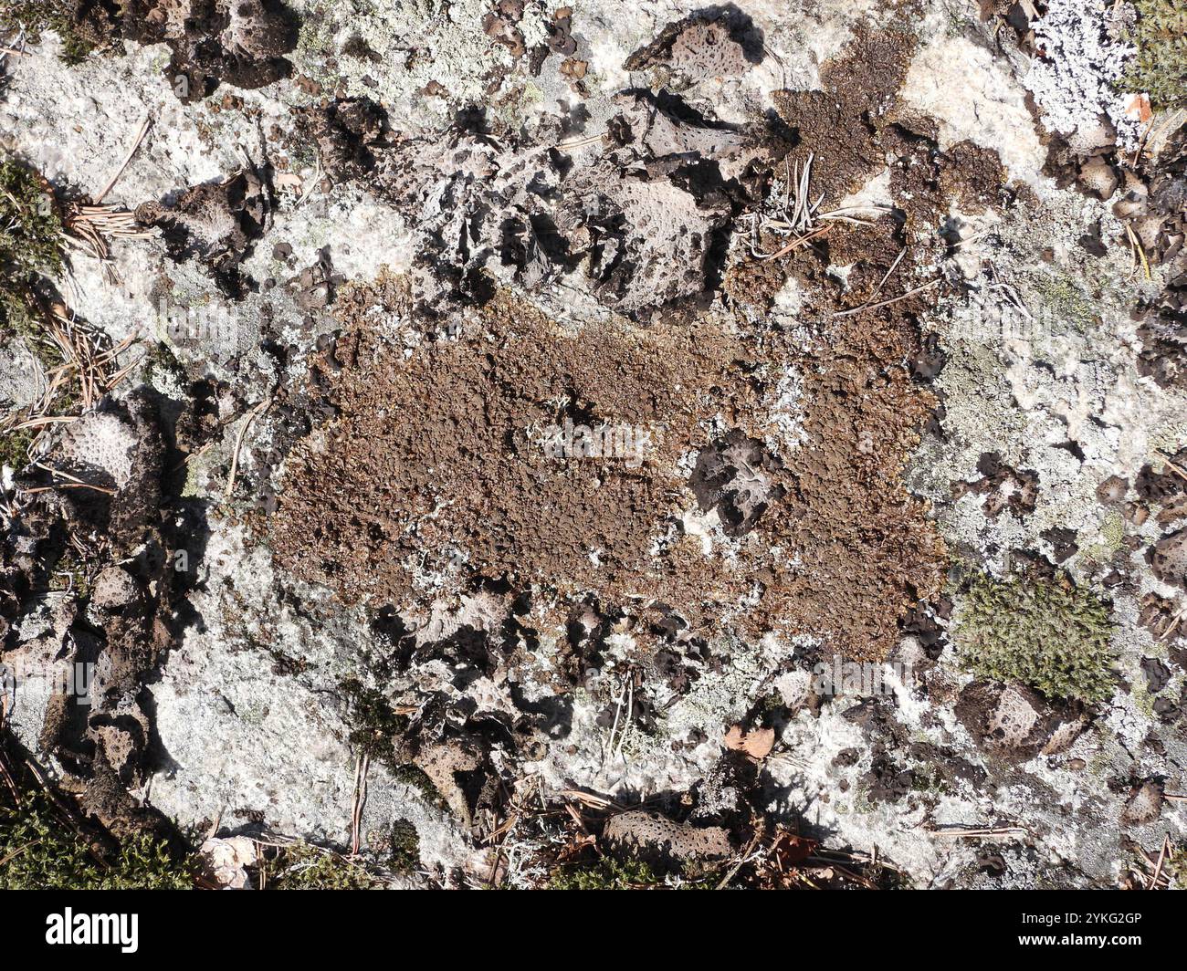 Blistered Camouflage Lichen (Xanthoparmelia loxodes Stock Photo - Alamy