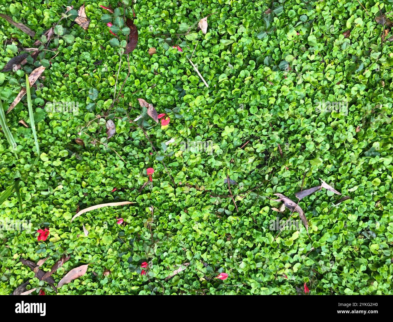 Running postman kennedia hi-res stock photography and images - Alamy