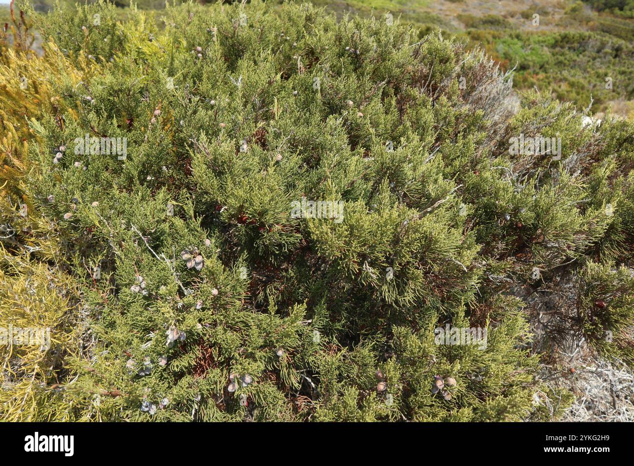 Mediterranean juniper (Juniperus turbinata Stock Photo - Alamy