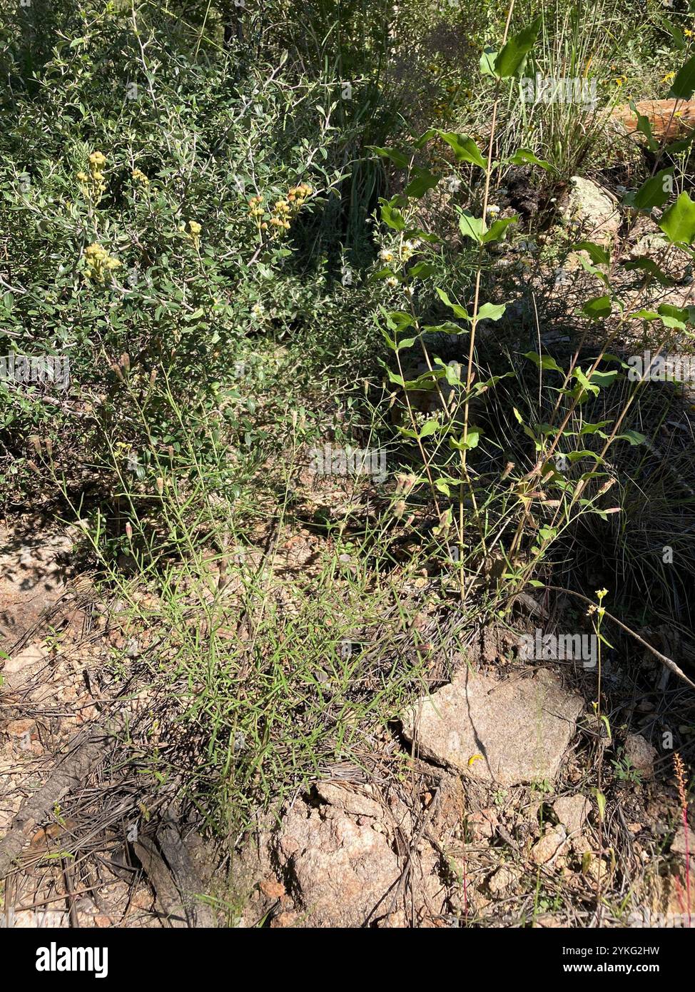 False Boneset (Brickellia eupatorioides Stock Photo - Alamy