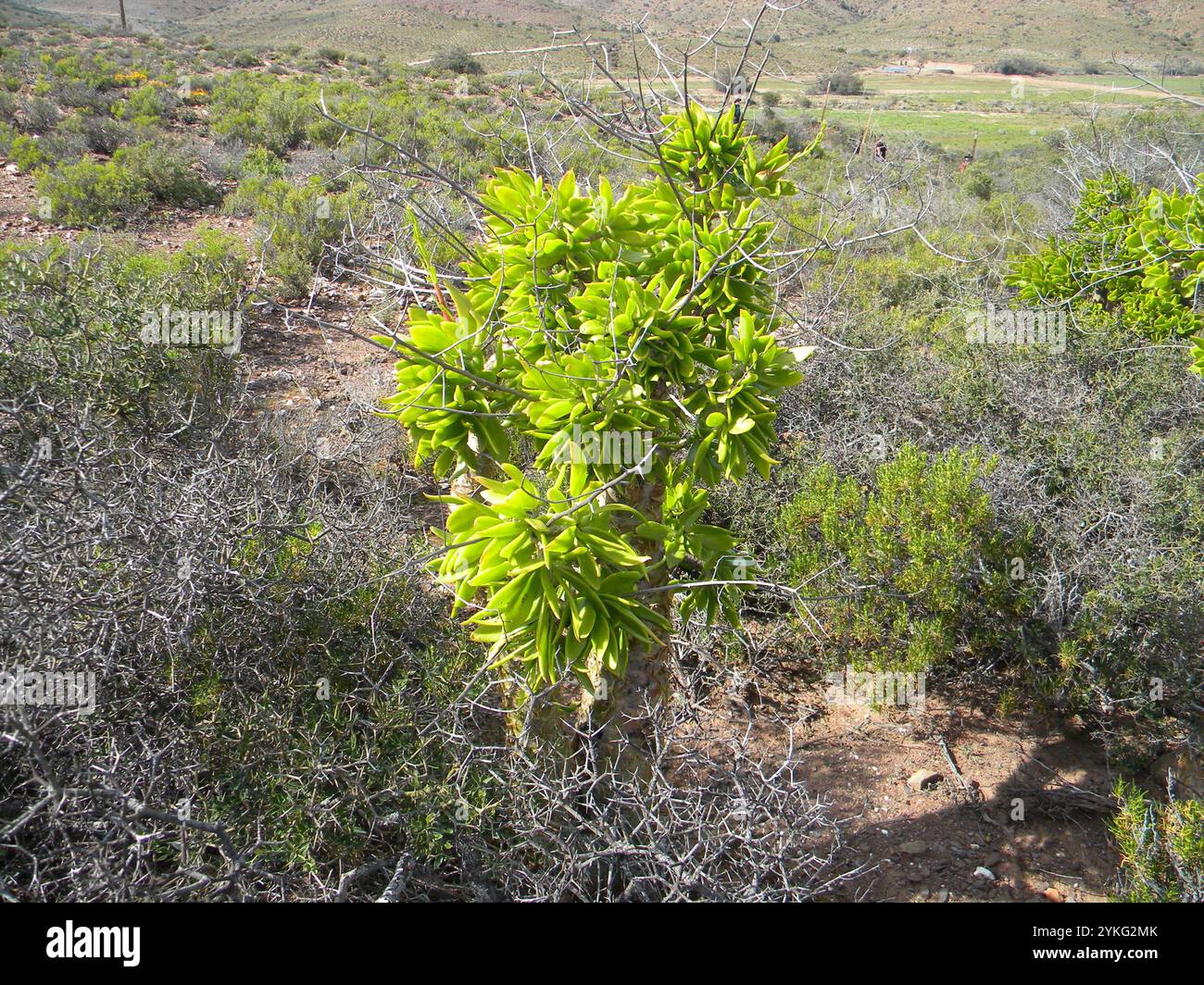 Botterboom (Tylecodon paniculatus Stock Photo - Alamy