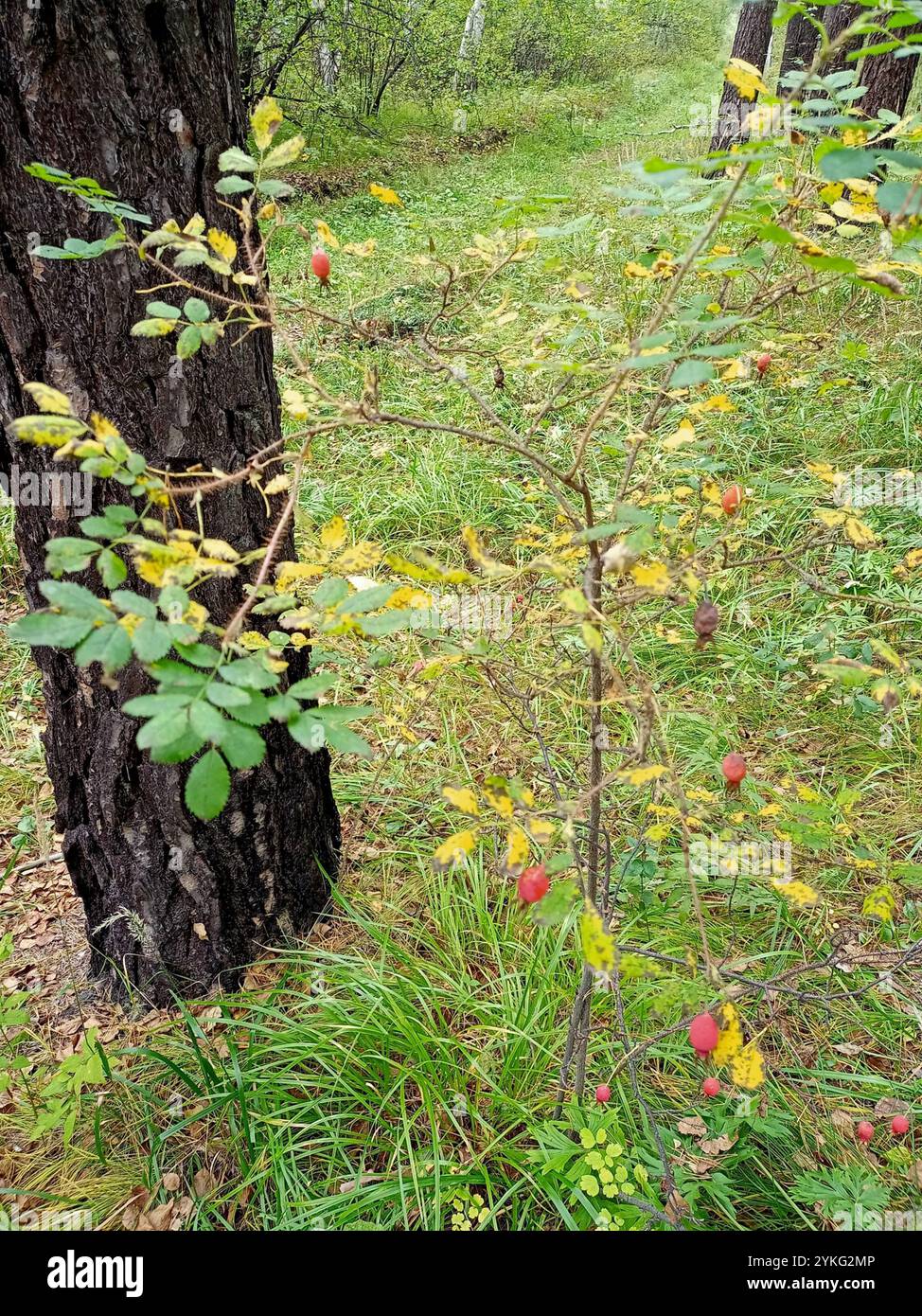 Prickly Wild Rose (Rosa acicularis Stock Photo - Alamy
