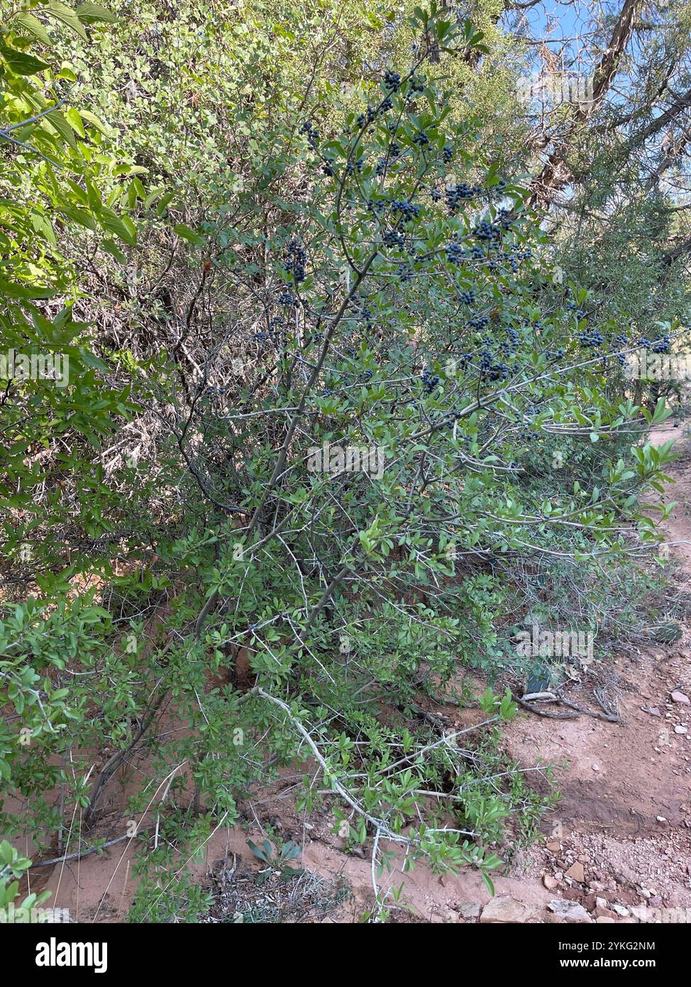 Stretchberry (Forestiera pubescens Stock Photo - Alamy