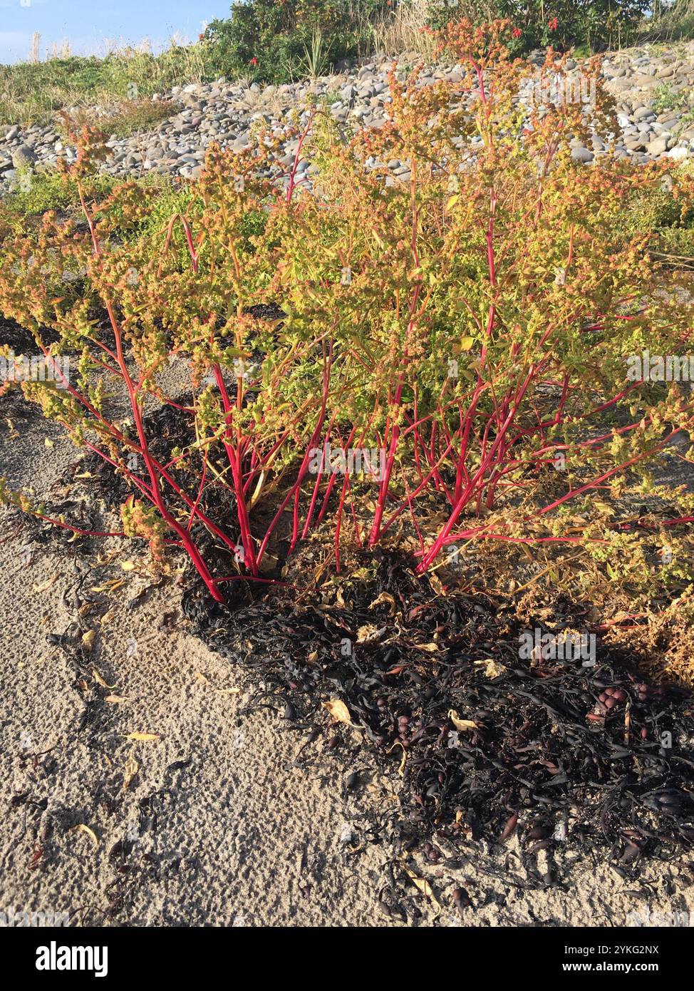 Chenopodioideae subfamily hi-res stock photography and images - Alamy