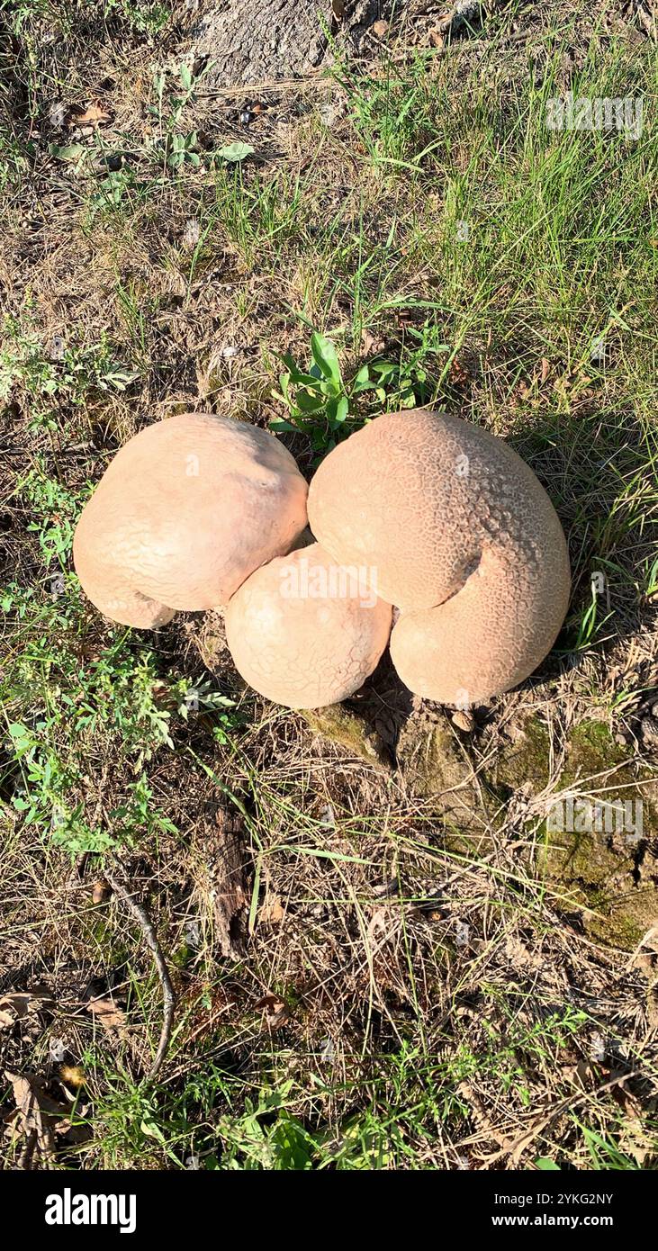 Purple-spored Puffball (Calvatia cyathiformis Stock Photo - Alamy