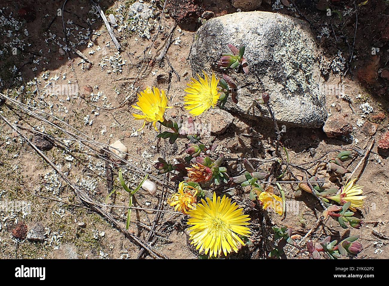 Hairless Brightfig (Lampranthus glaucus Stock Photo - Alamy