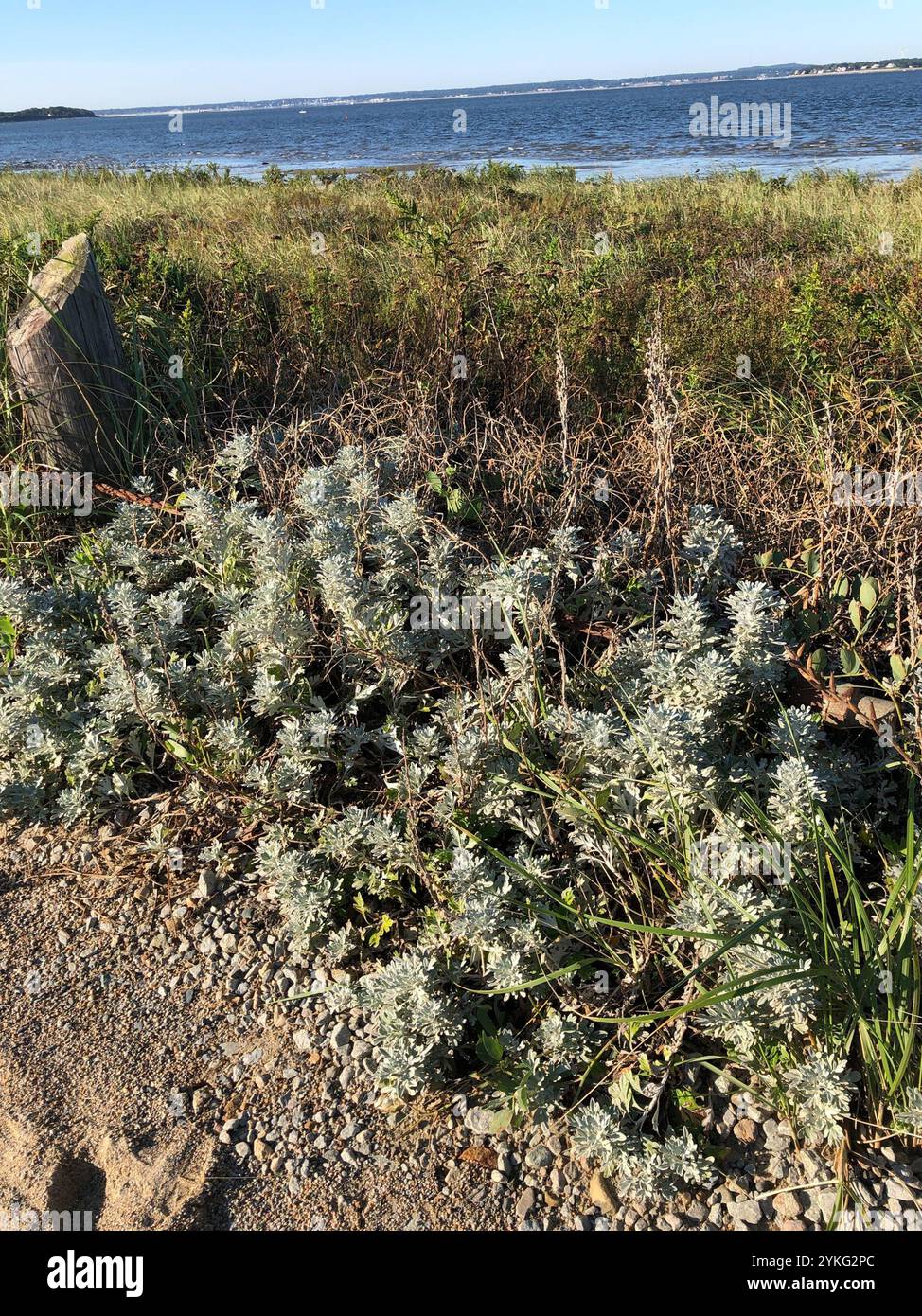 Artemisia stelleriana hi-res stock photography and images - Alamy