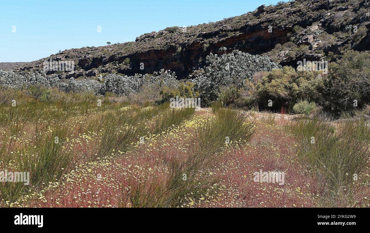 Cape marigold (Dimorphotheca sinuata Stock Photo - Alamy