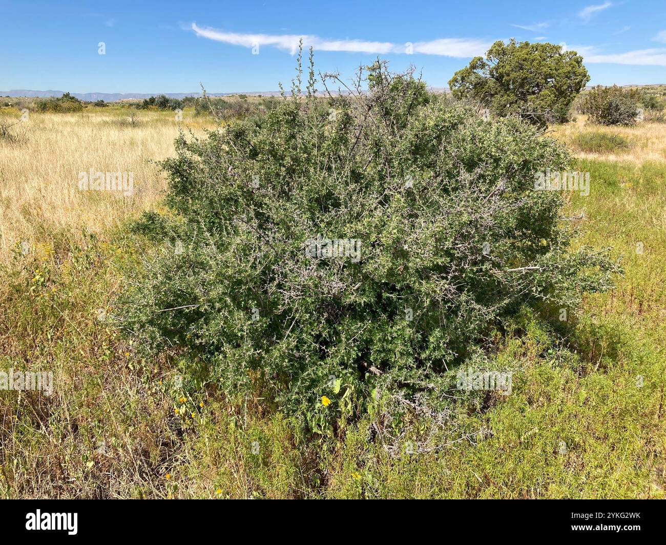 little leaf sumac (Rhus microphylla Stock Photo - Alamy