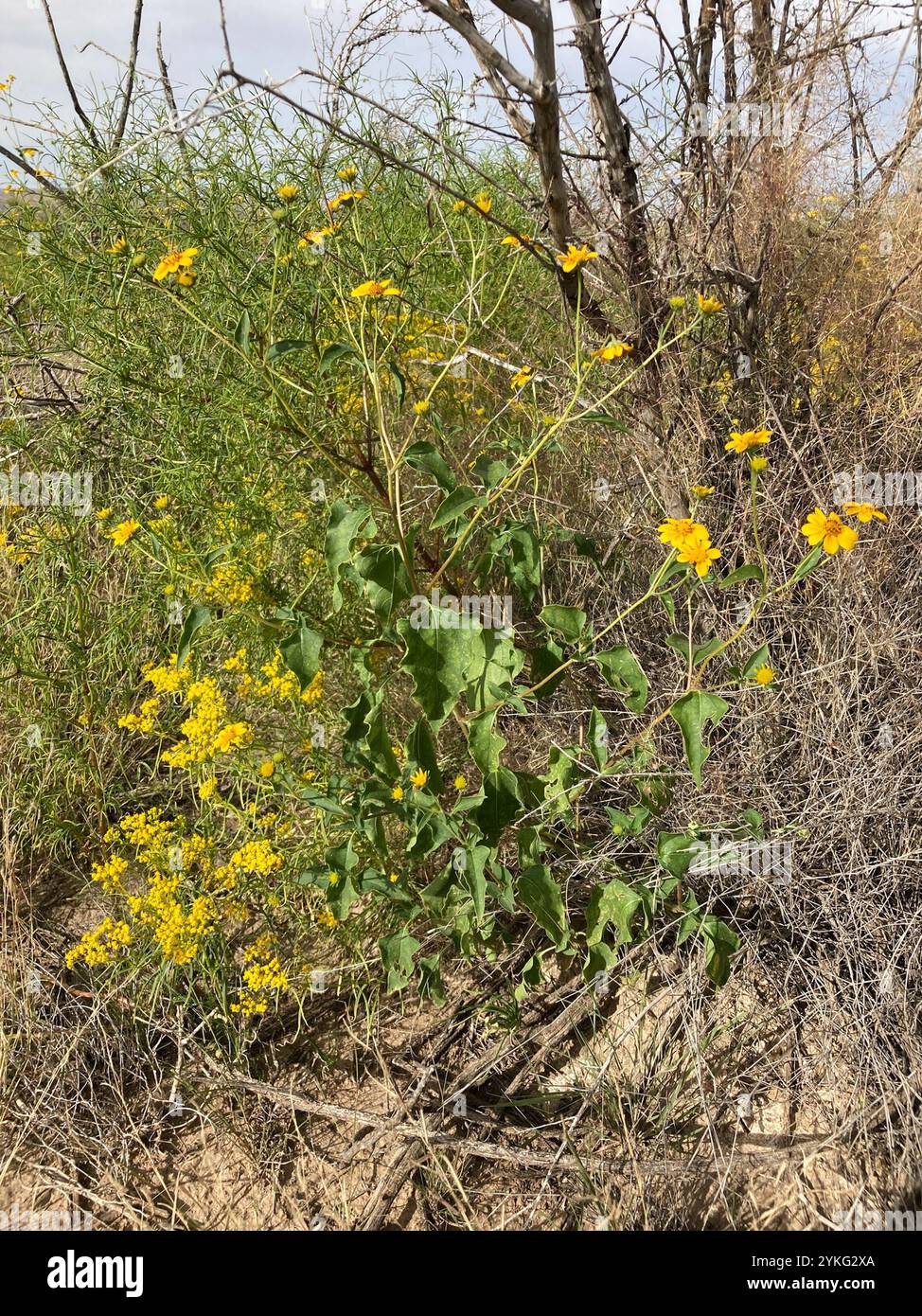 Toothleaf Goldeneye (Viguiera dentata Stock Photo - Alamy