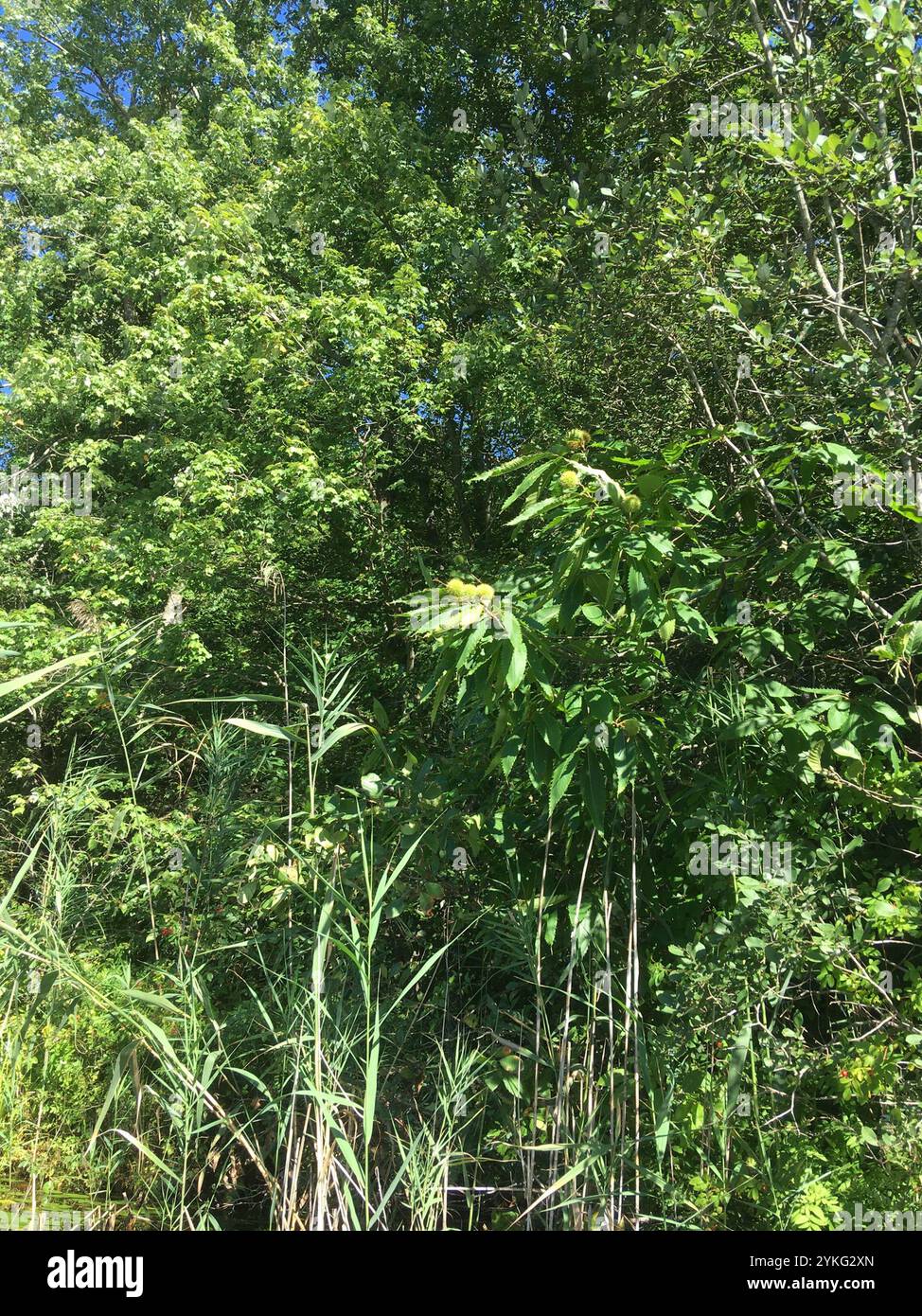 American chestnut castanea dentata hi-res stock photography and images ...