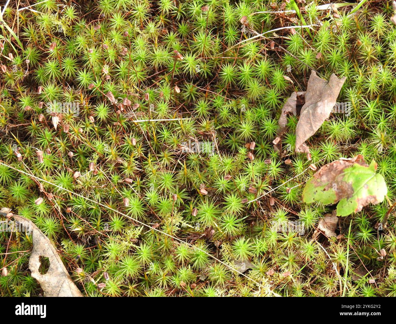haircap mosses (Polytrichum Stock Photo - Alamy