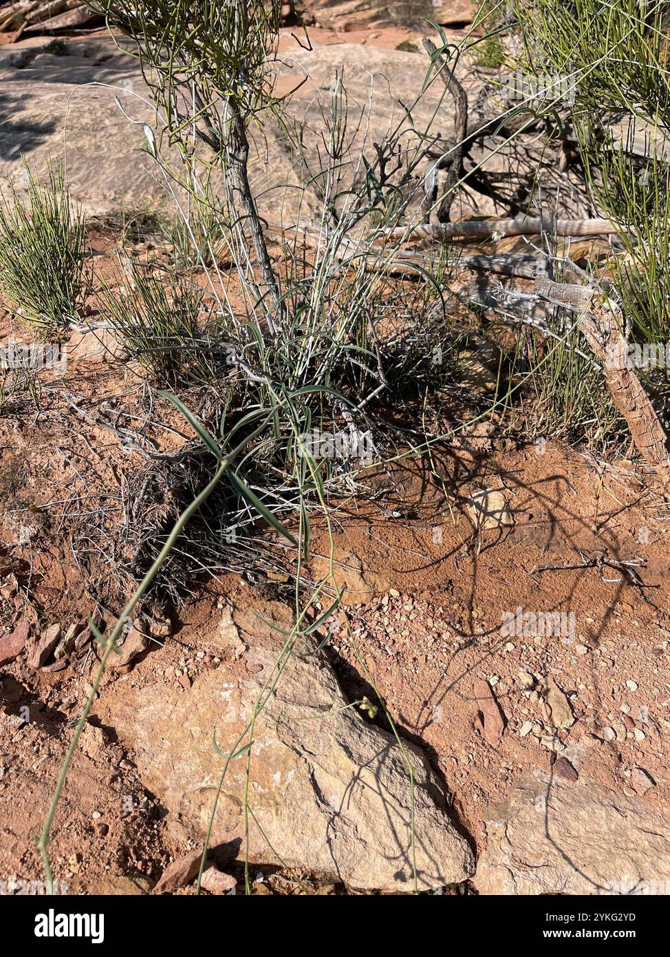Narrowleaf Four o'Clock (Mirabilis linearis Stock Photo - Alamy
