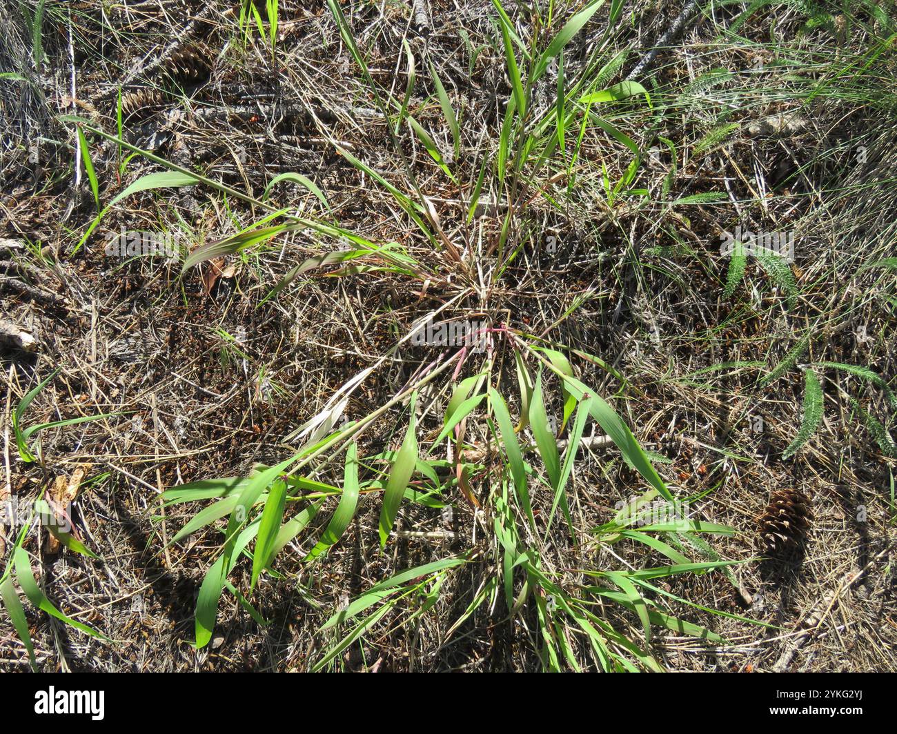 Green Bristle Grass (Setaria viridis Stock Photo - Alamy