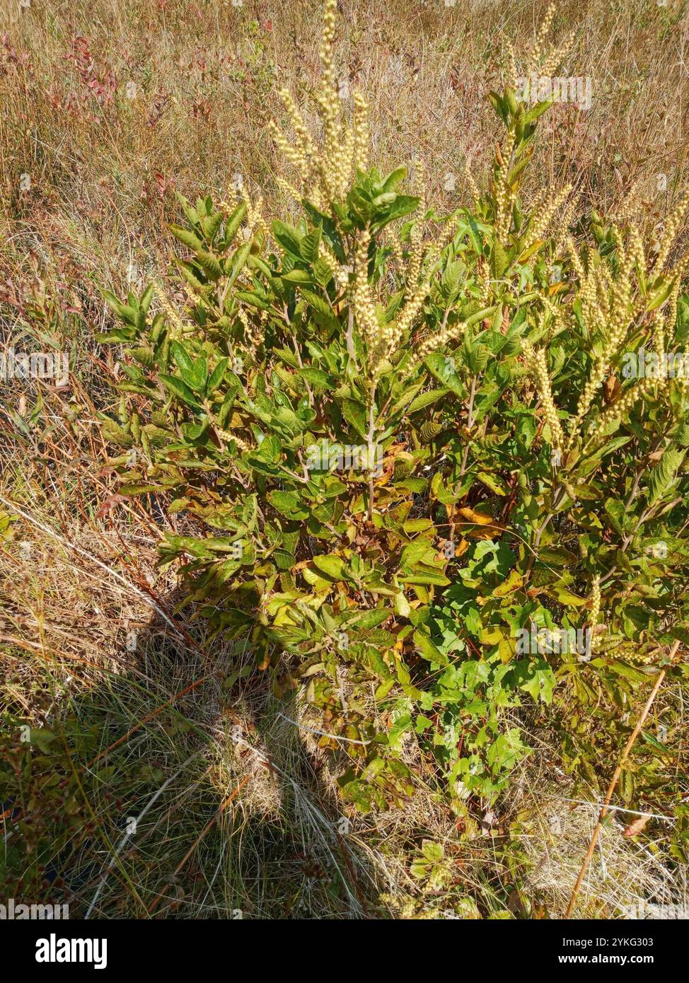 Sweet Pepperbush (Clethra alnifolia Stock Photo - Alamy