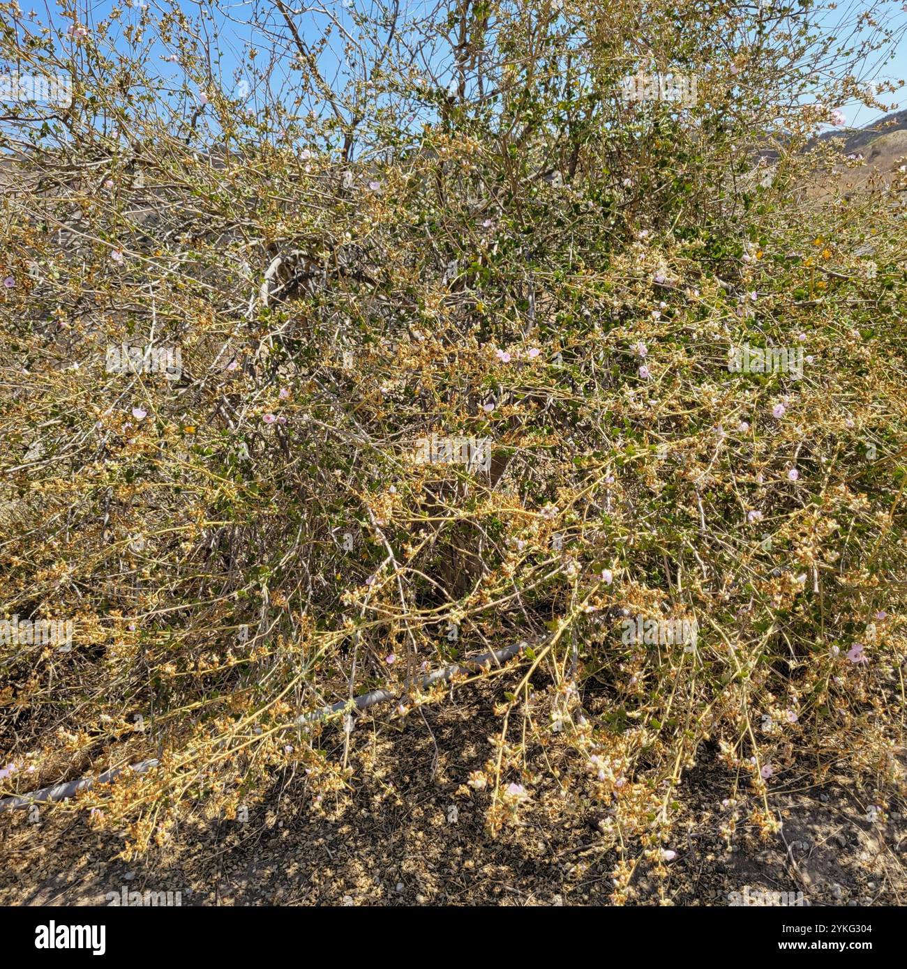southern coastal bushmallow (Malacothamnus fasciculatus Stock Photo - Alamy