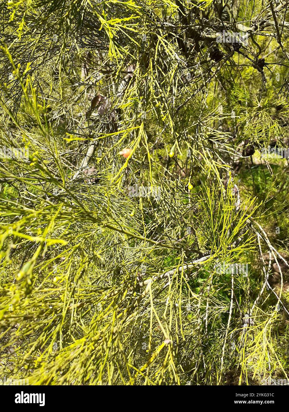 Cherry Ballart (Exocarpos cupressiformis Stock Photo - Alamy