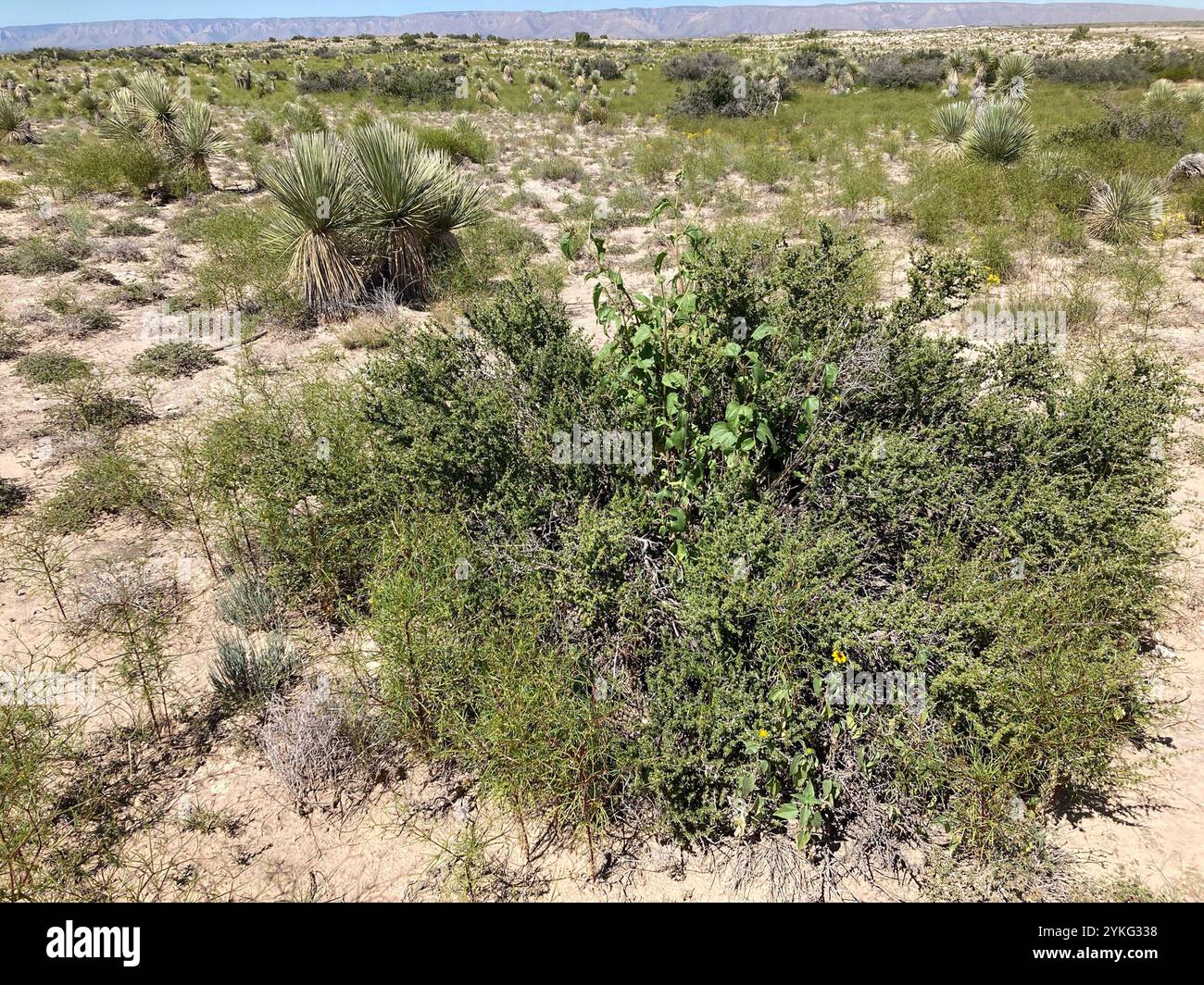 little buckthorn (Condalia ericoides Stock Photo - Alamy