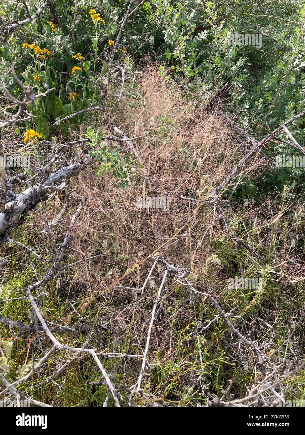 Bush Muhly (Muhlenbergia porteri Stock Photo - Alamy