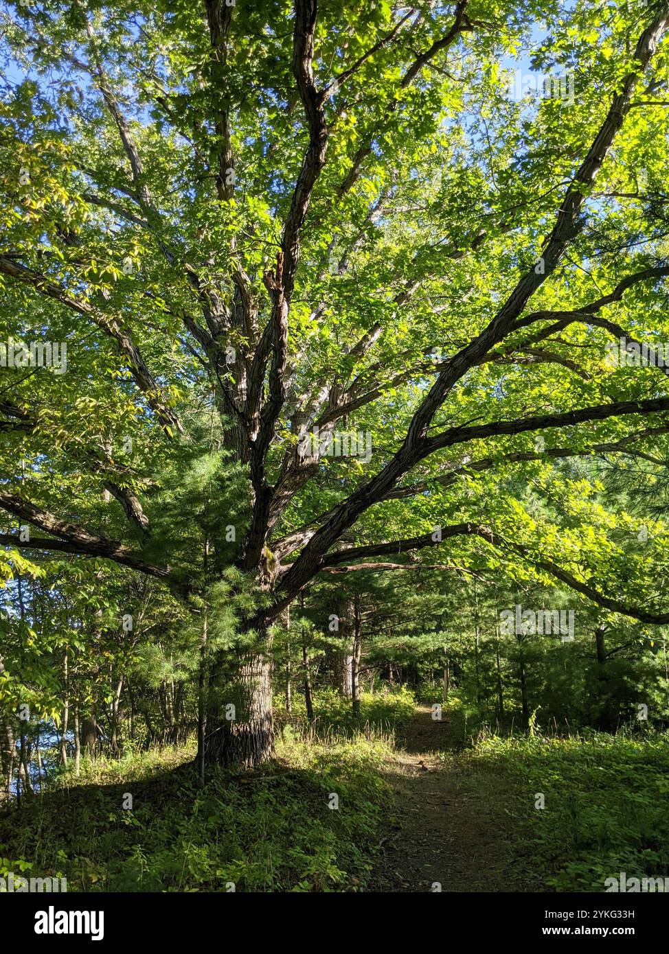 White Oak Quercus Alba Stock Photo Alamy