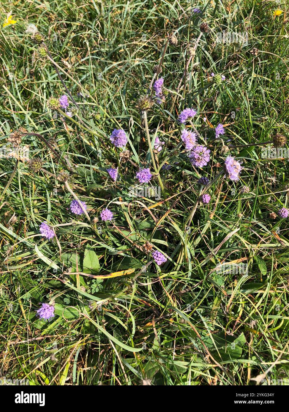 Devil's-bit Scabious (Succisa pratensis Stock Photo - Alamy