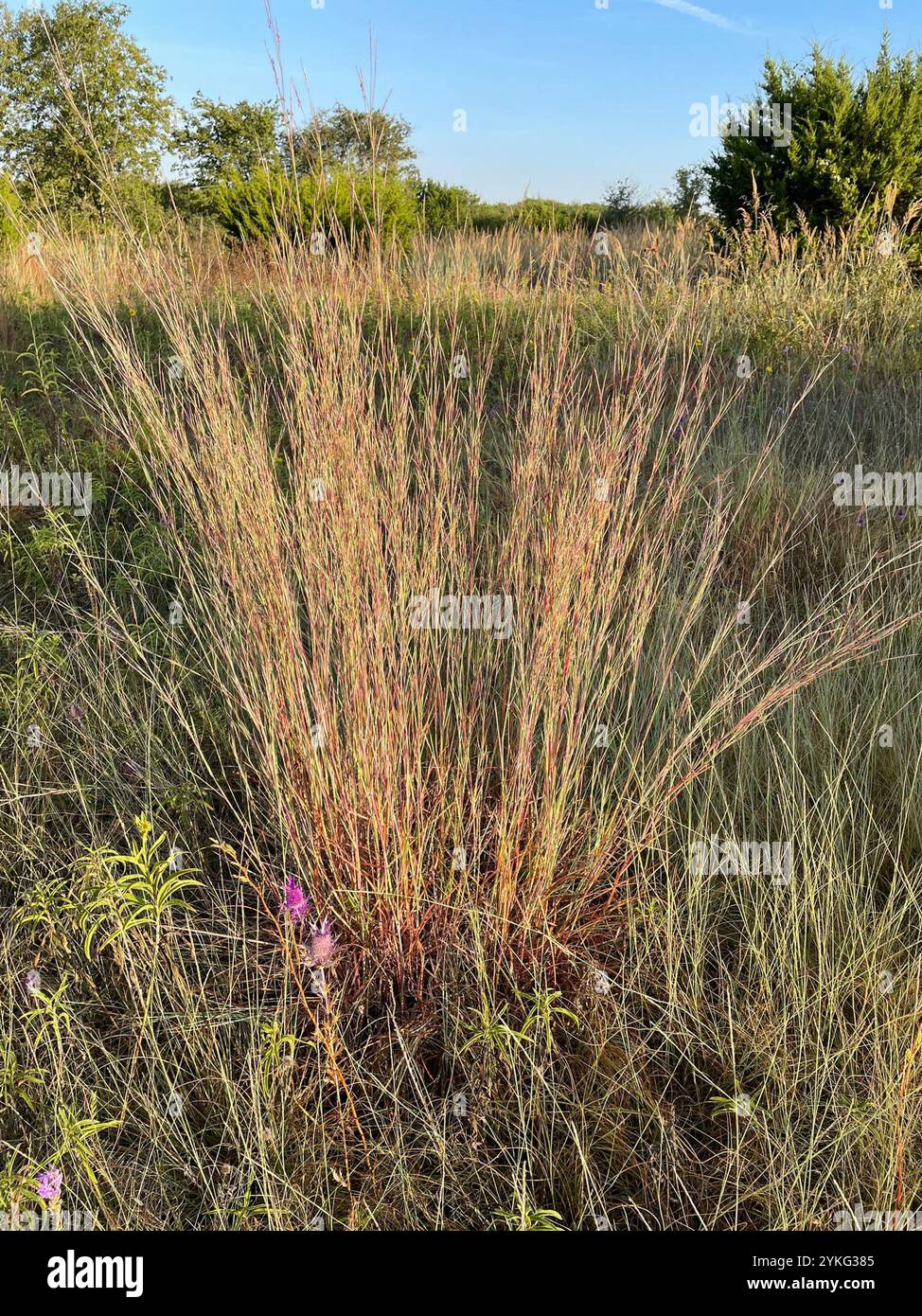little bluestem (Schizachyrium scoparium Stock Photo - Alamy