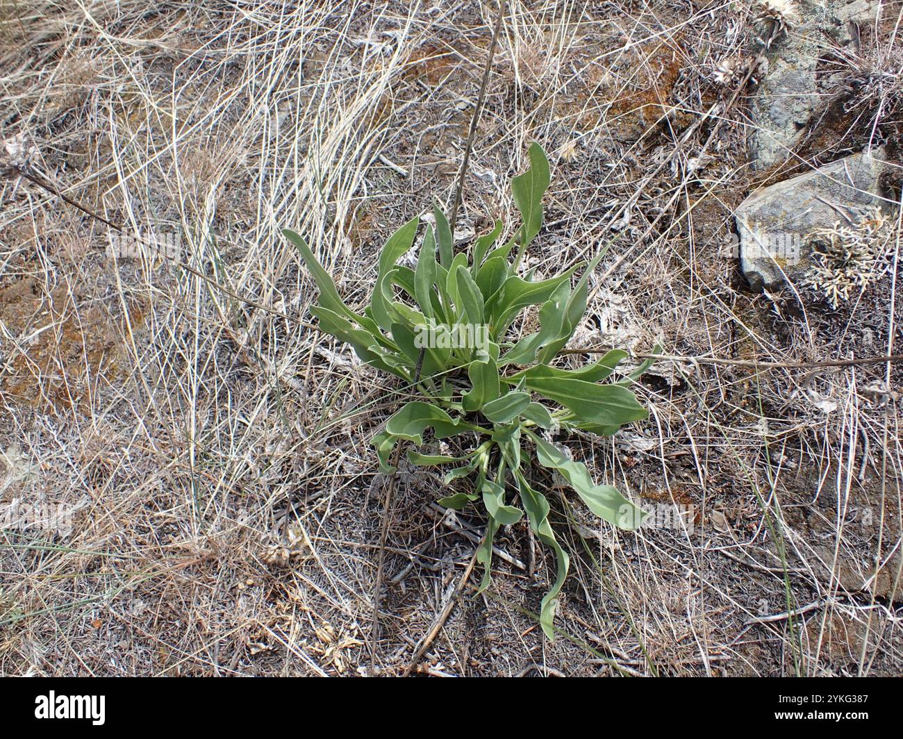 Large-flower Goldenweed (Pyrrocoma carthamoides Stock Photo - Alamy
