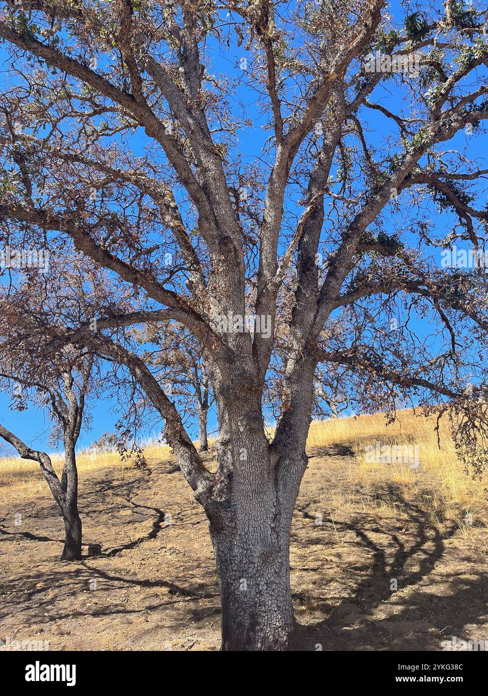 blue oak (Quercus douglasii Stock Photo - Alamy